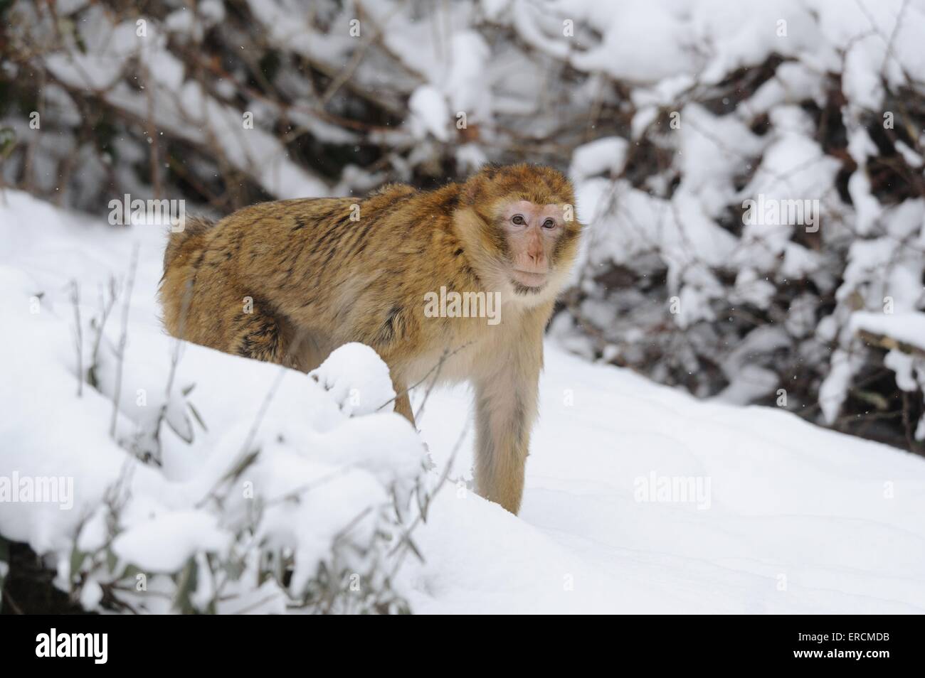 Adult magot hi-res stock photography and images - Alamy