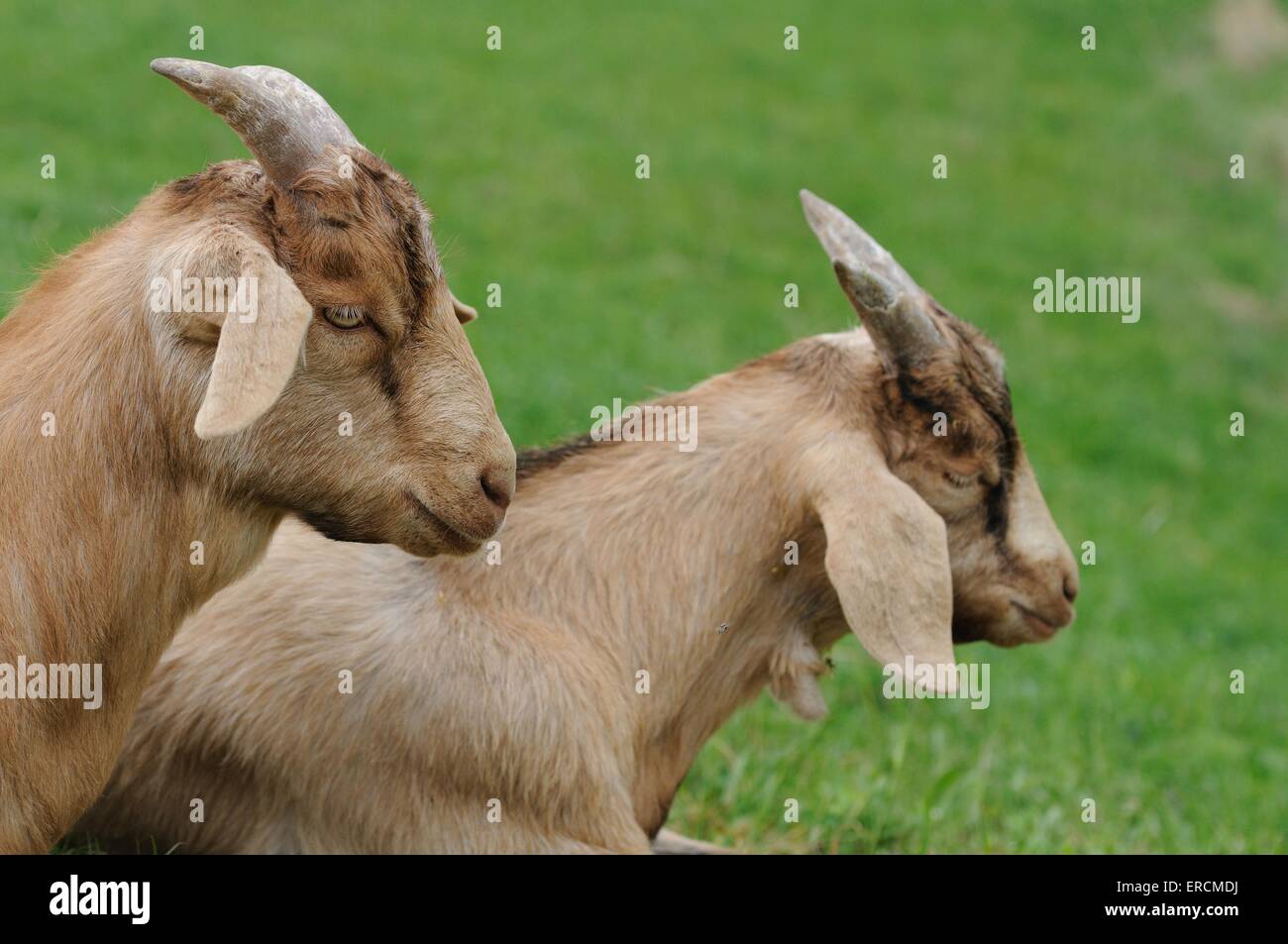 Two goats heads hi-res stock photography and images - Alamy