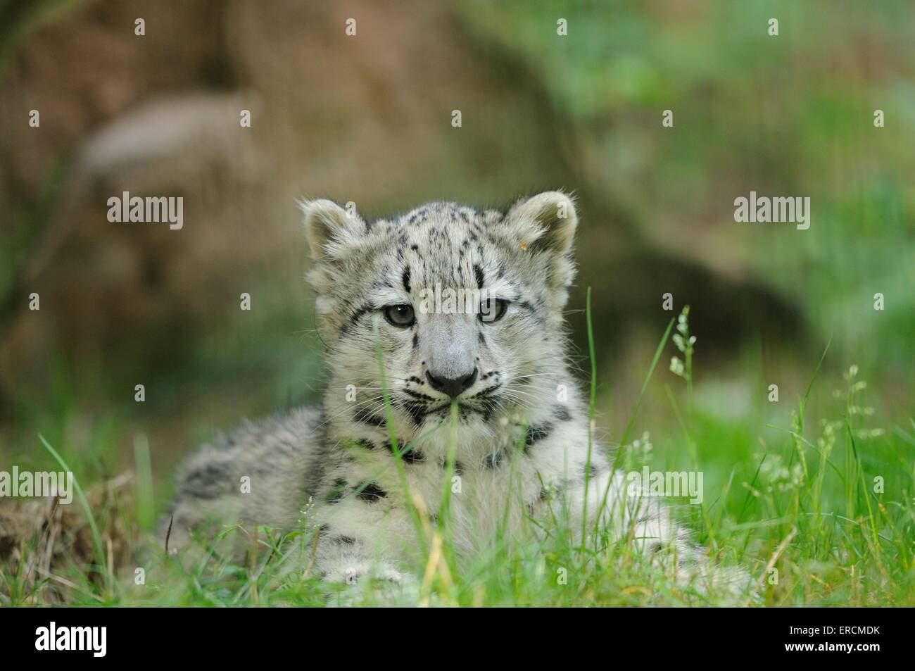 young snow leopard Stock Photo - Alamy