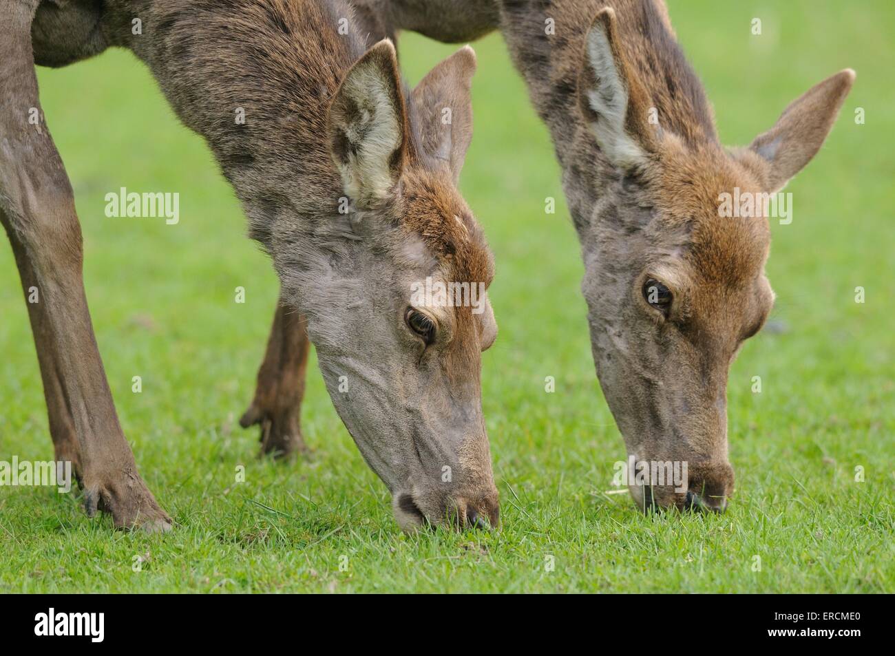 Deer browse hi-res stock photography and images - Alamy