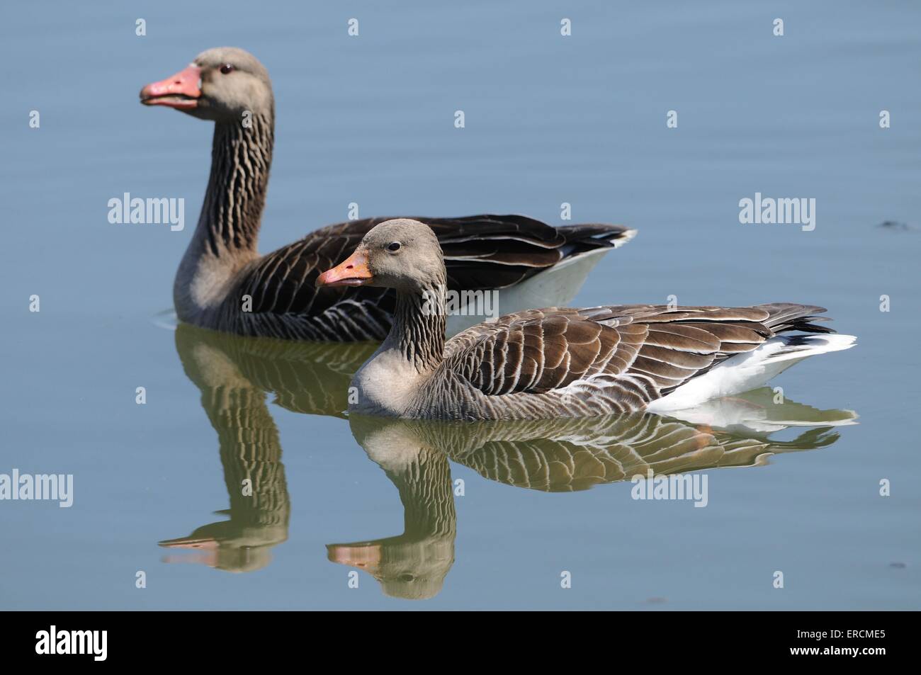 Geese side profile hi-res stock photography and images - Alamy