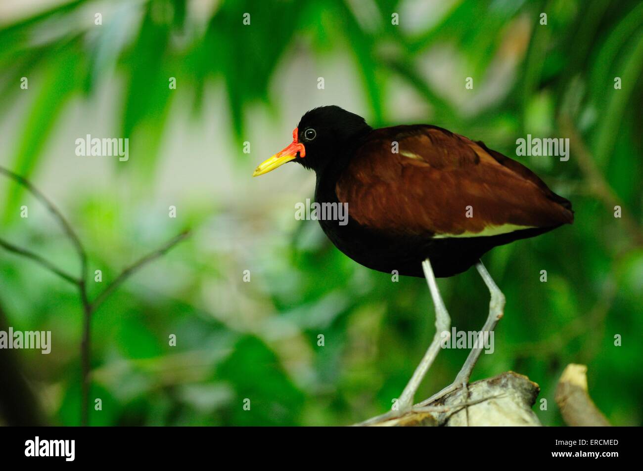 Lily trotter hi-res stock photography and images - Alamy