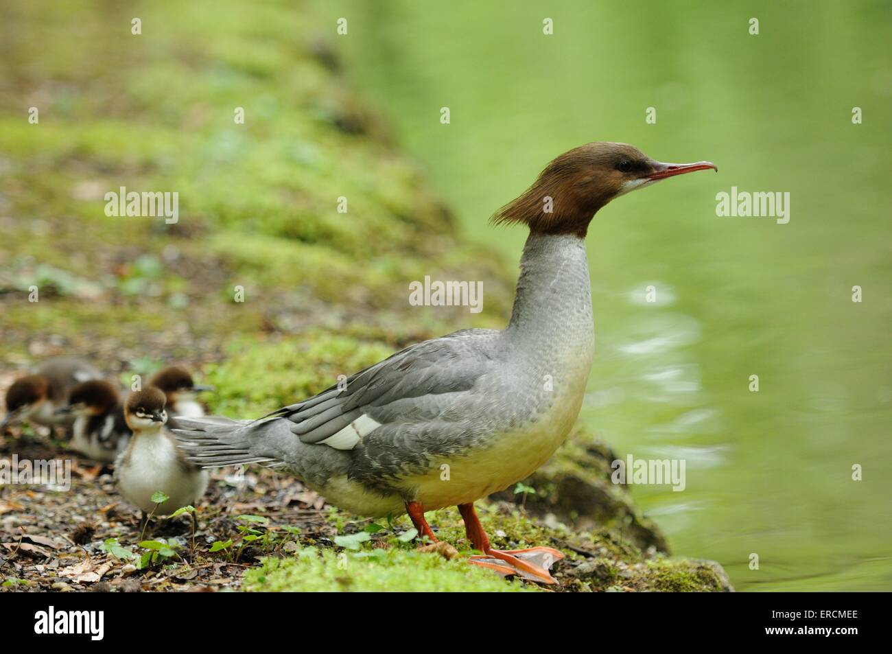 Juvenile mergus merganser goosander common hi-res stock photography and ...