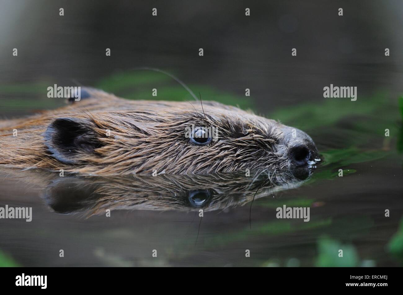 Side view of beaver hi-res stock photography and images - Alamy