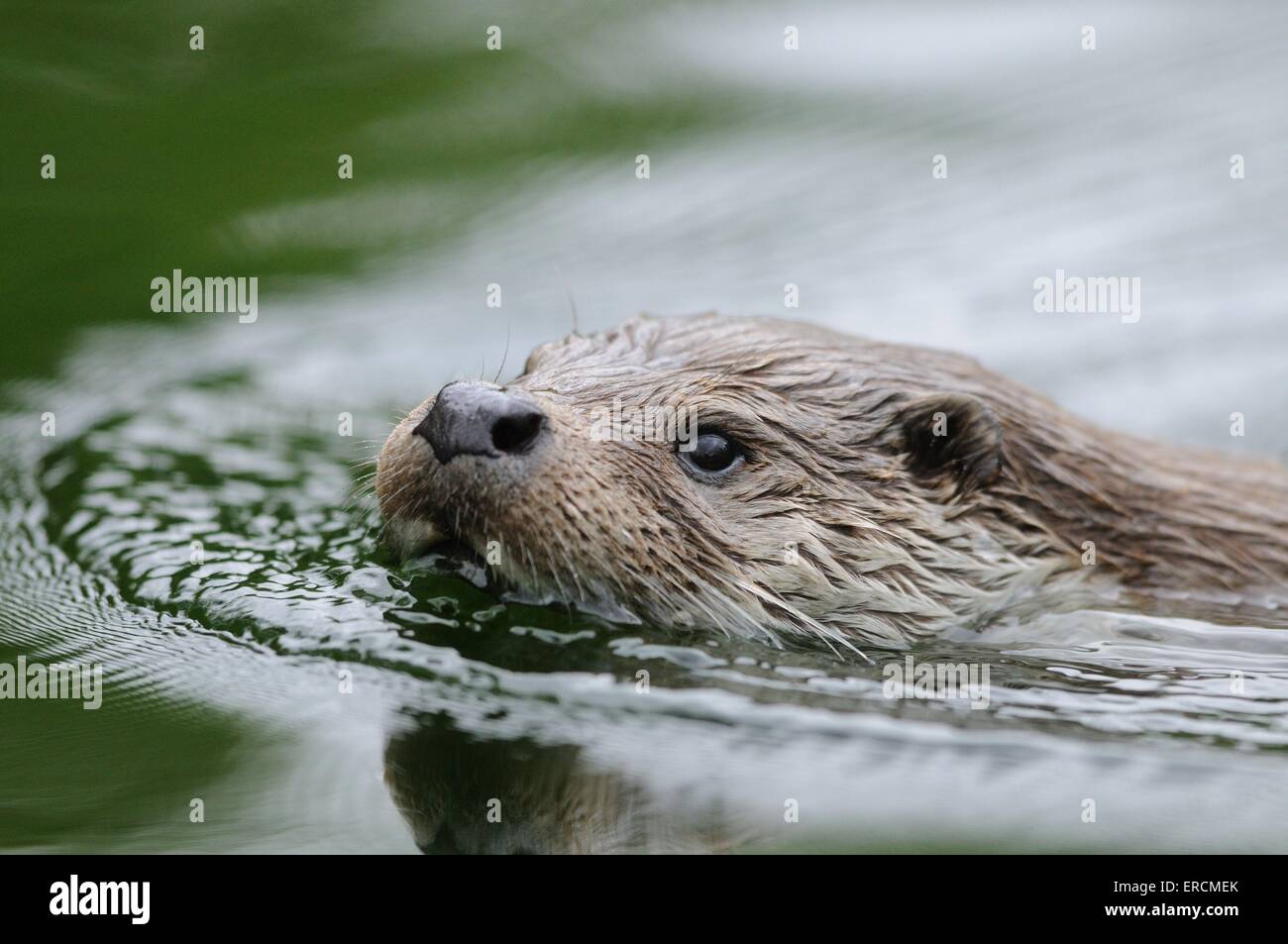 Eurasian otter swim hi-res stock photography and images - Alamy