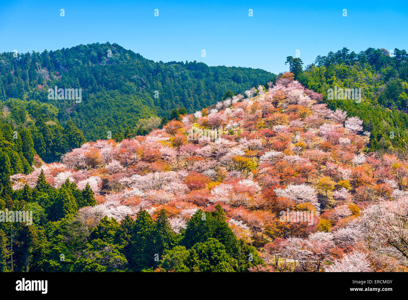 Yoshinoyama, Nara, Japan spring landscape Stock Photo - Alamy