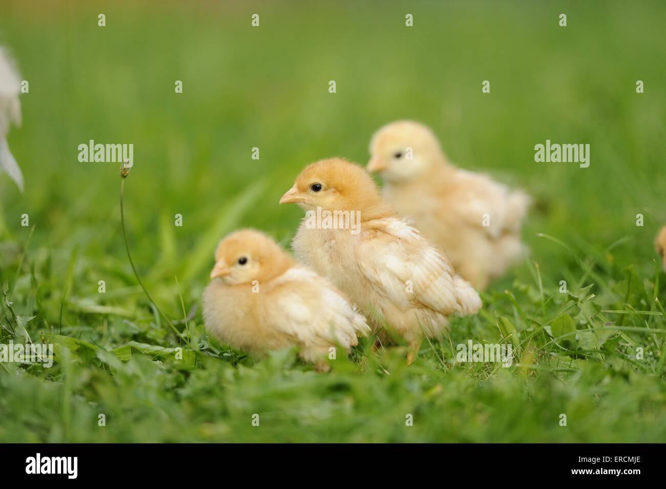 Chicks domestic birds hi-res stock photography and images - Alamy