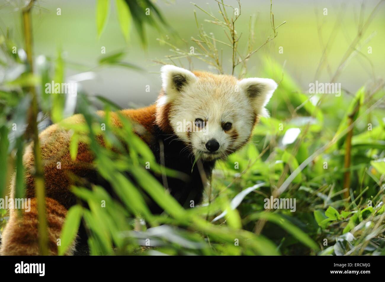 Panda behavior hi-res stock photography and images - Alamy