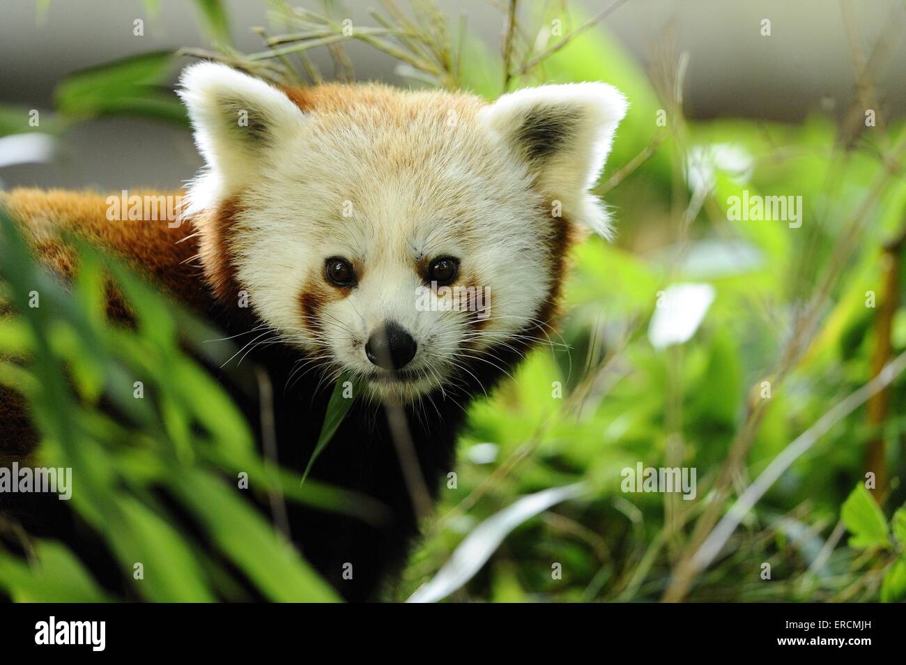 Side view red panda hi-res stock photography and images - Alamy