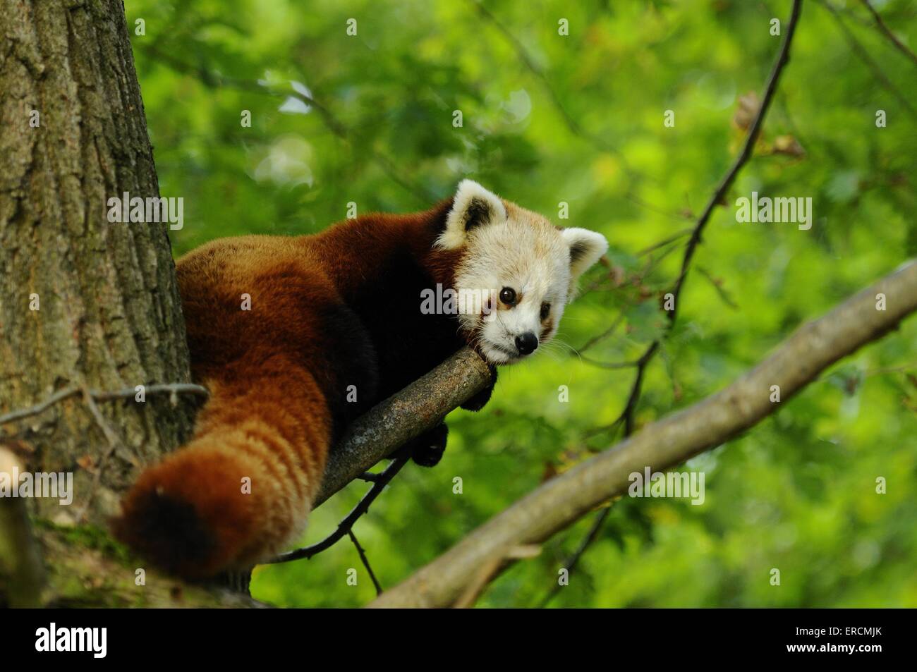 Red Panda Side View High Resolution Stock Photography and Images - Alamy