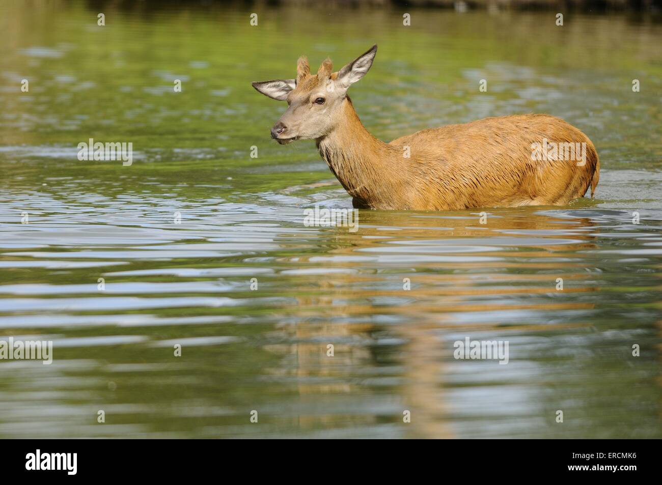 Red deer antlers and juvenile hi-res stock photography and images - Alamy