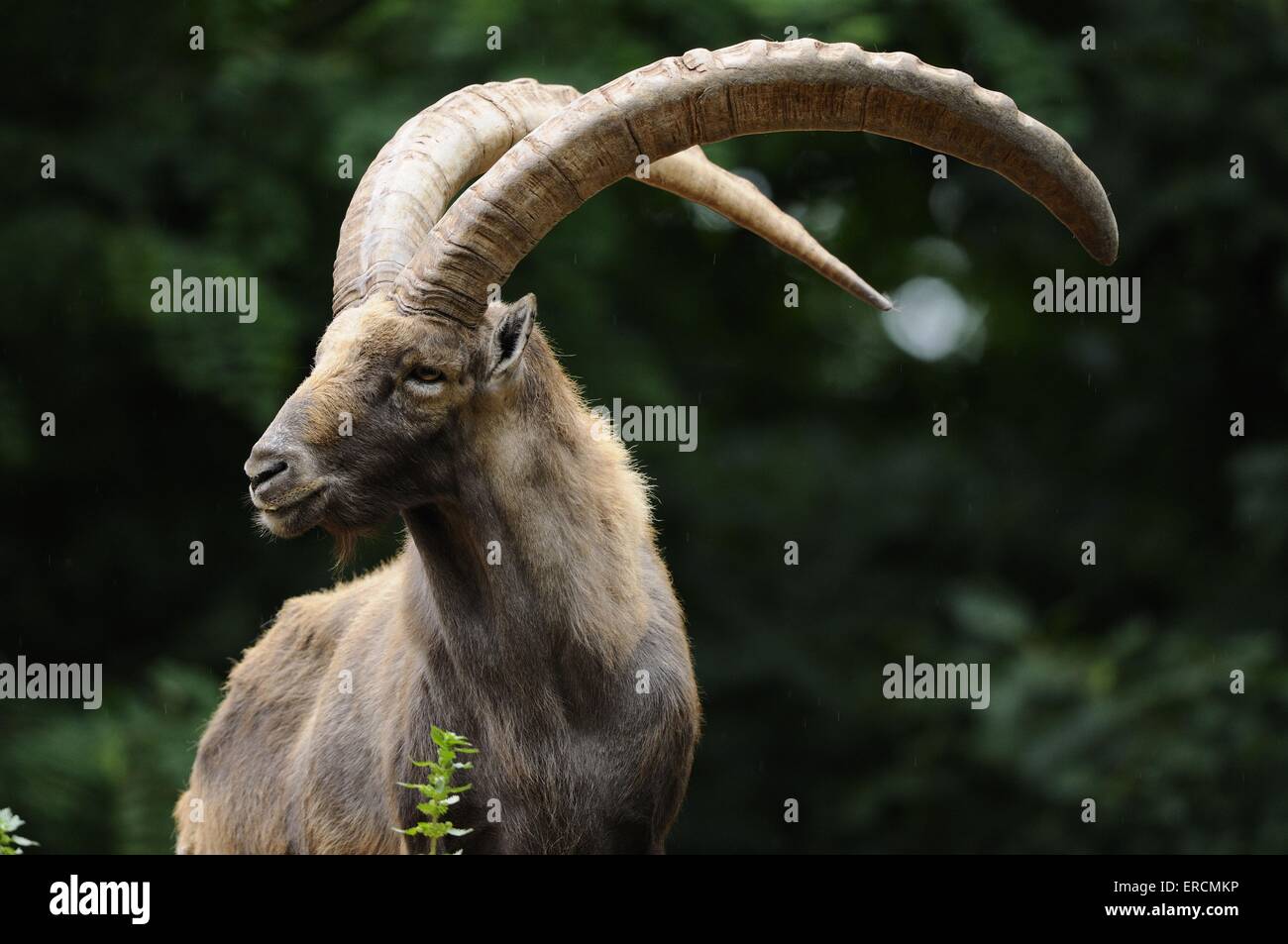 Heads of ibex hi-res stock photography and images - Alamy
