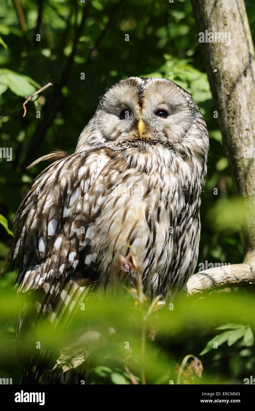 Ural owl (strix uralensis) owlets hi-res stock photography and images ...