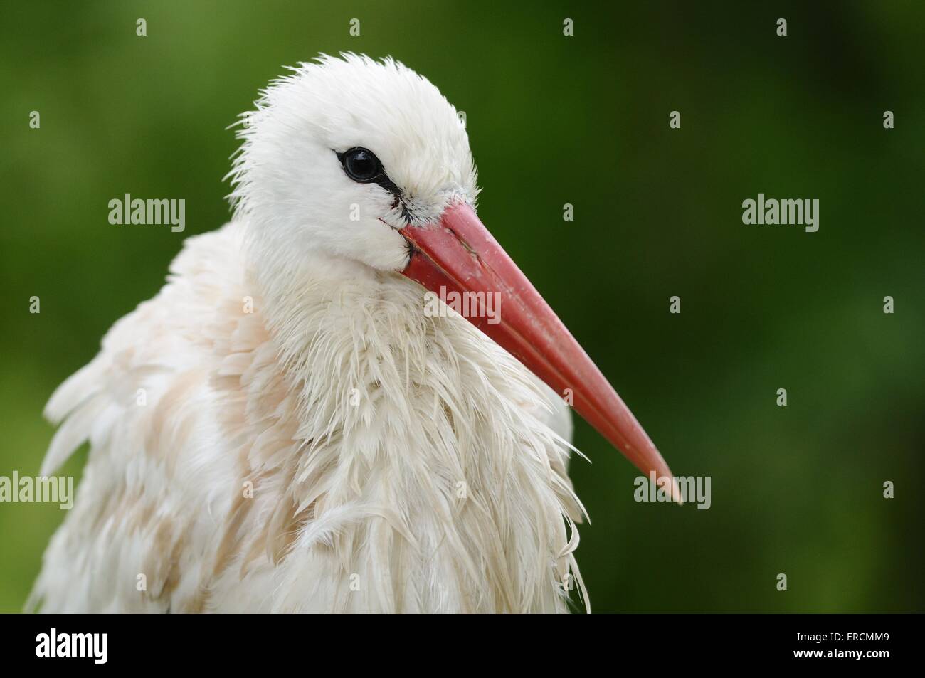 Stork side view hi-res stock photography and images - Alamy