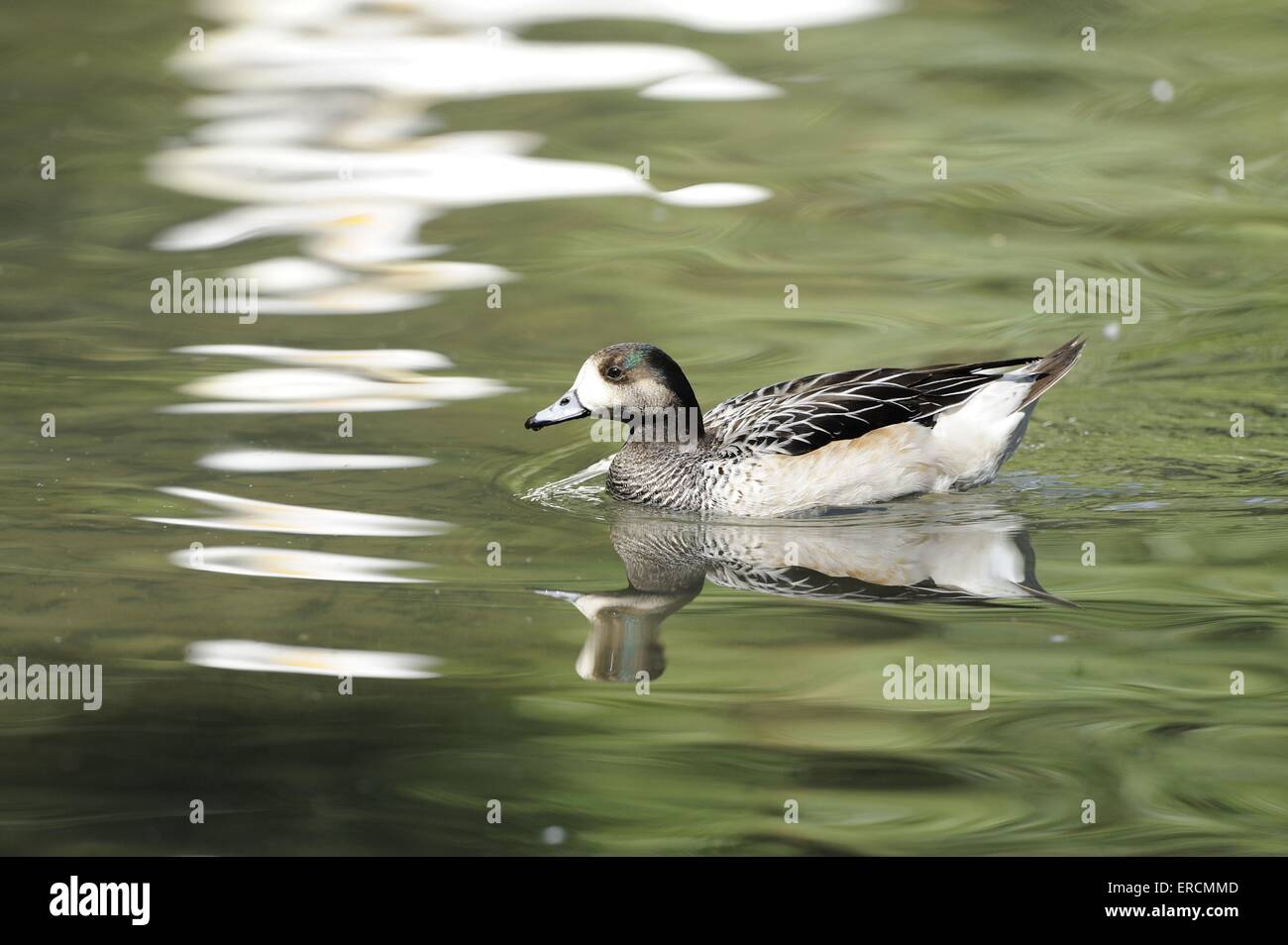 A widgeon hi-res stock photography and images - Alamy