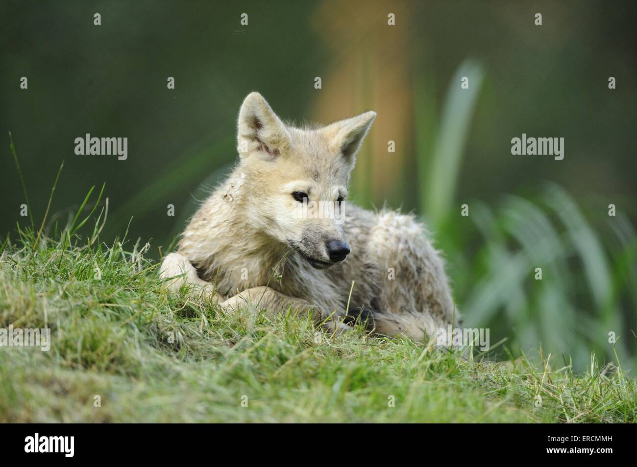 Arctic Wolf Baby