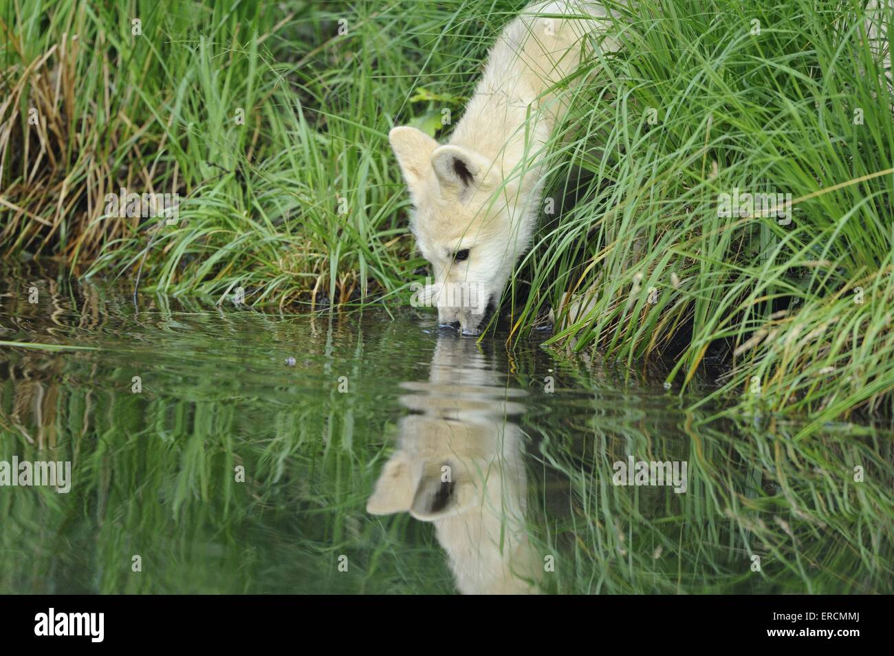White wolf hi-res stock photography and images - Alamy