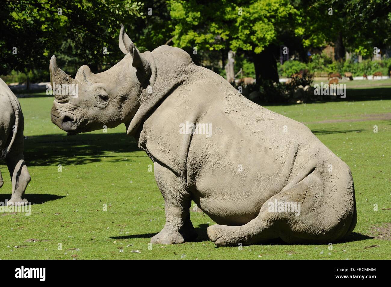 Funny square hi-res stock photography and images - Alamy