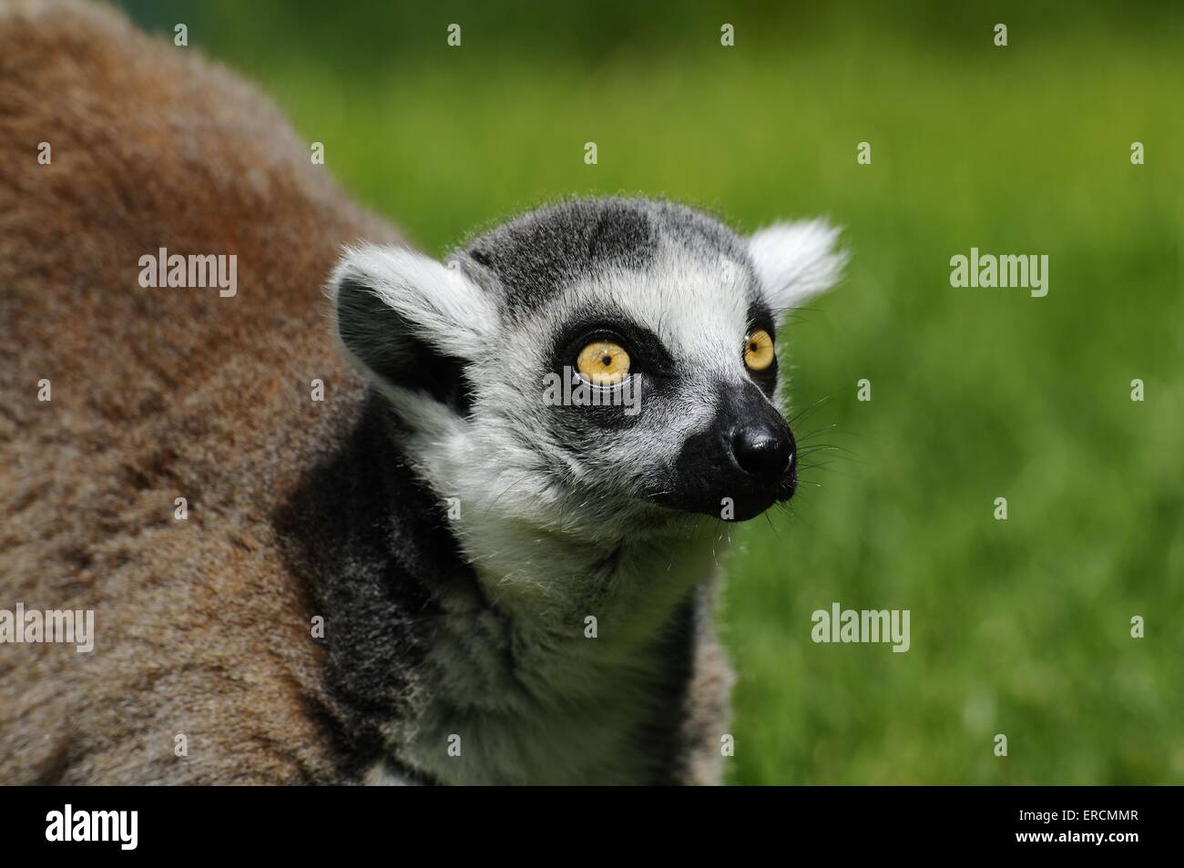 Monkey ape lemur primate hi-res stock photography and images - Alamy