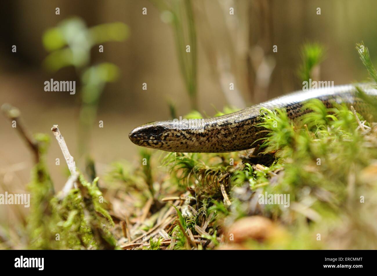 Diploglossa hi-res stock photography and images - Alamy