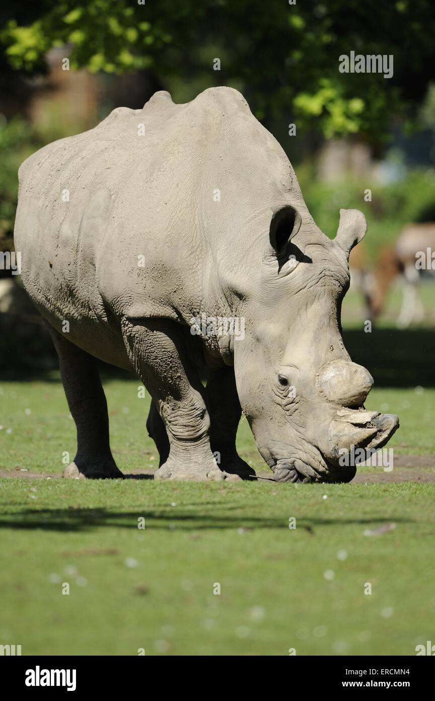 One white rhino standing hi-res stock photography and images - Alamy