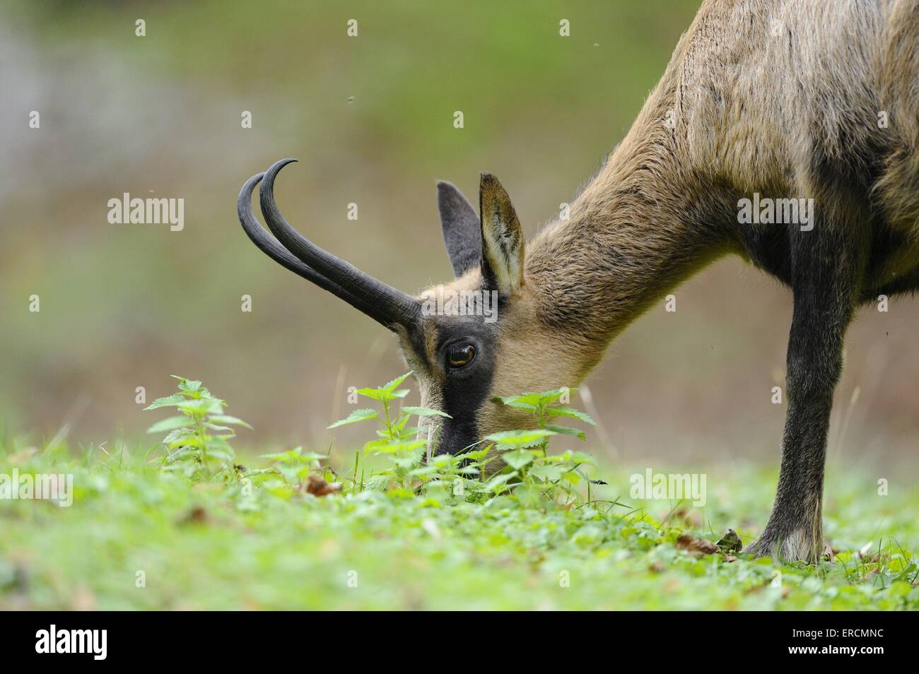 Chamois eating rupicapra rupicapra hi-res stock photography and images ...