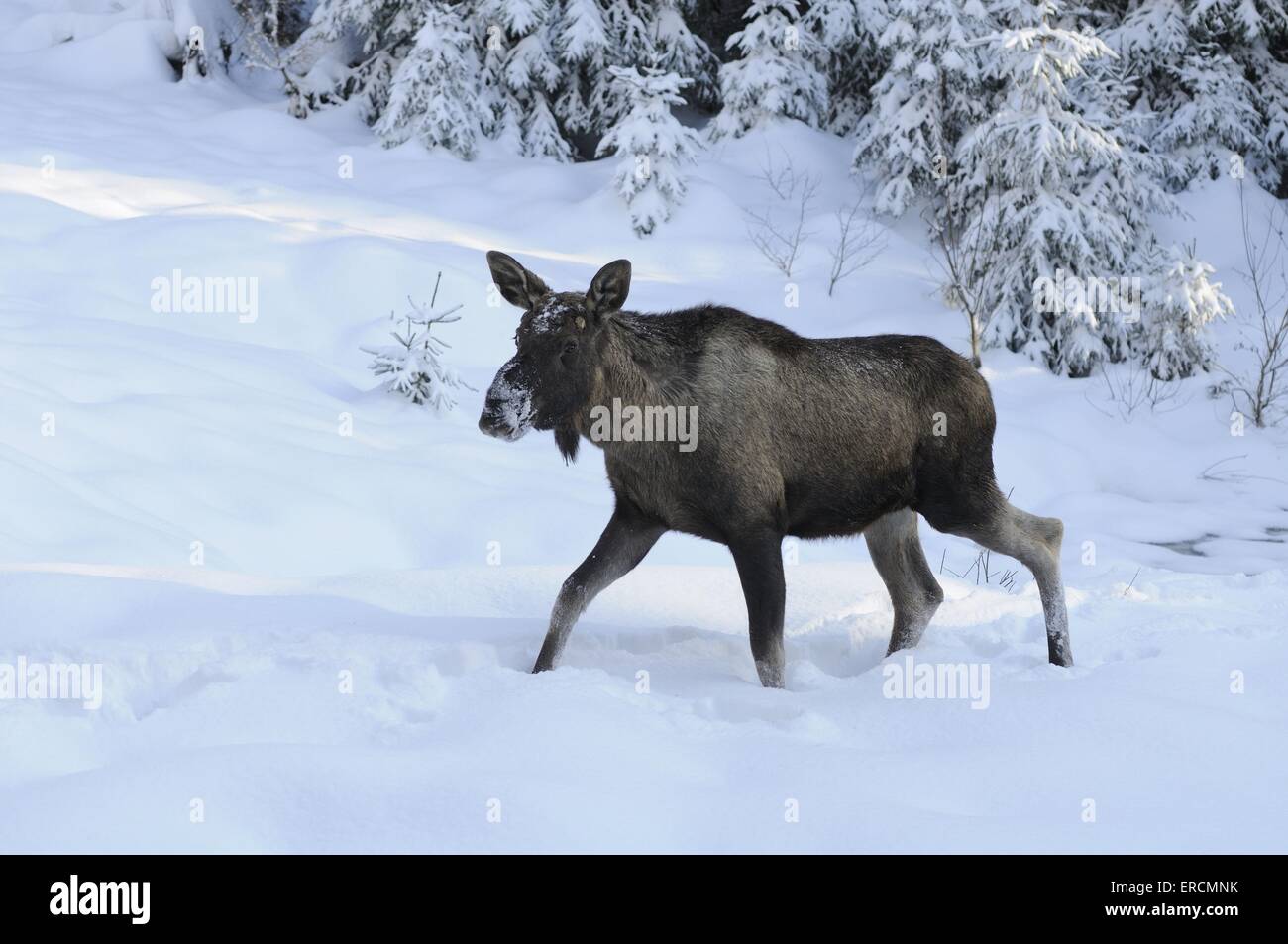 Moose profile hi-res stock photography and images - Alamy