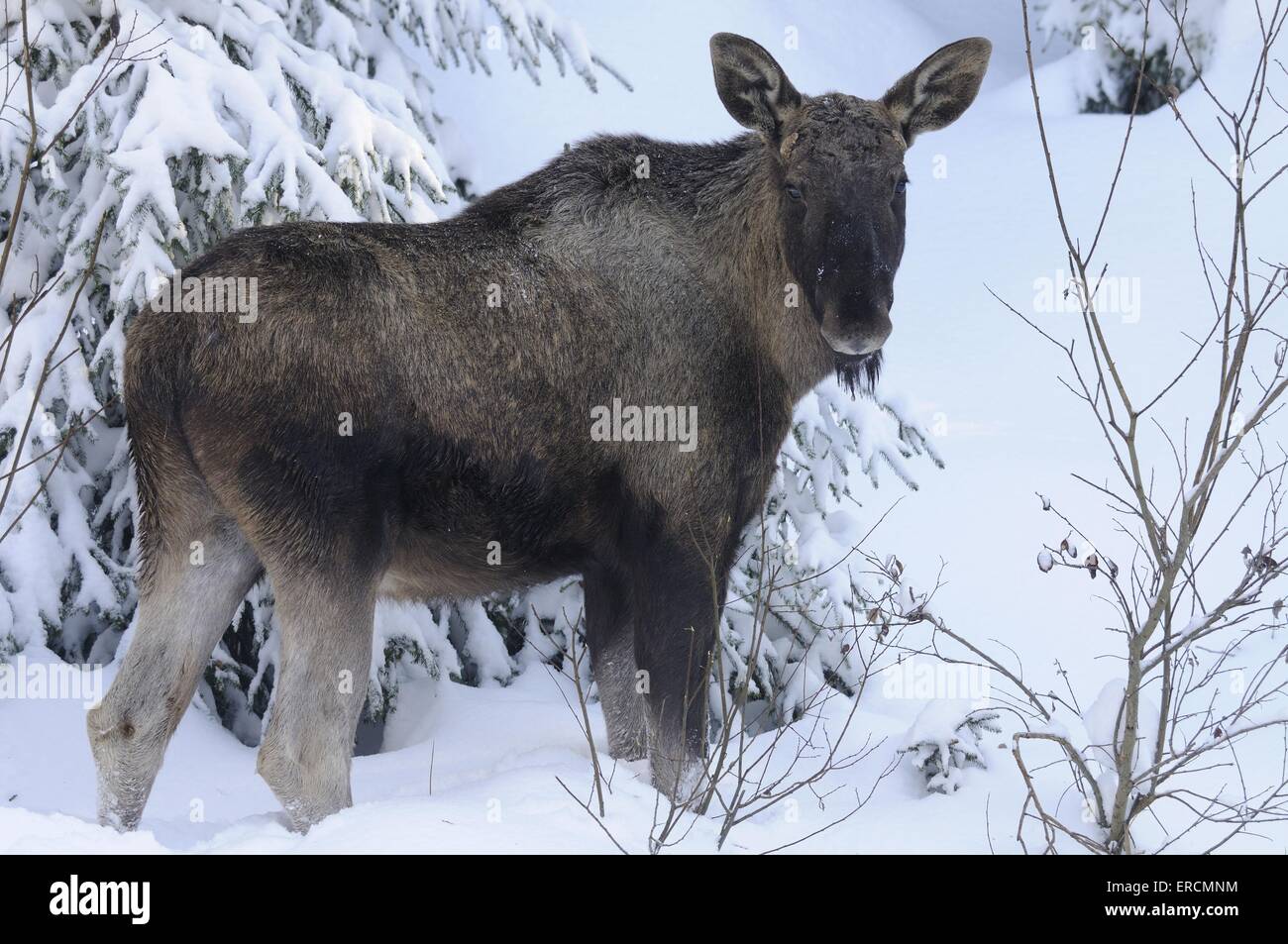 Stag moose hi-res stock photography and images - Alamy