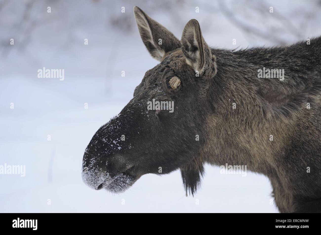 Moose profile hi-res stock photography and images - Alamy