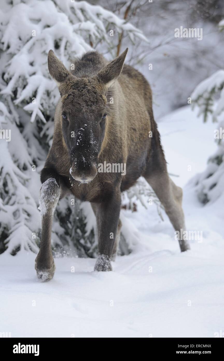 Stag moose hi-res stock photography and images - Alamy