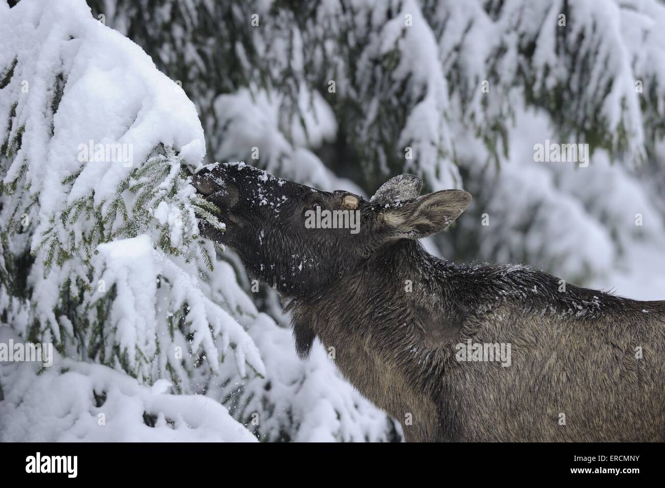 Moose behavior hi-res stock photography and images - Alamy