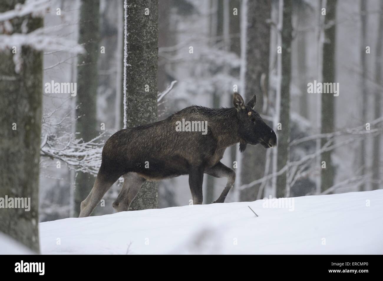 Moose side view hi-res stock photography and images - Alamy