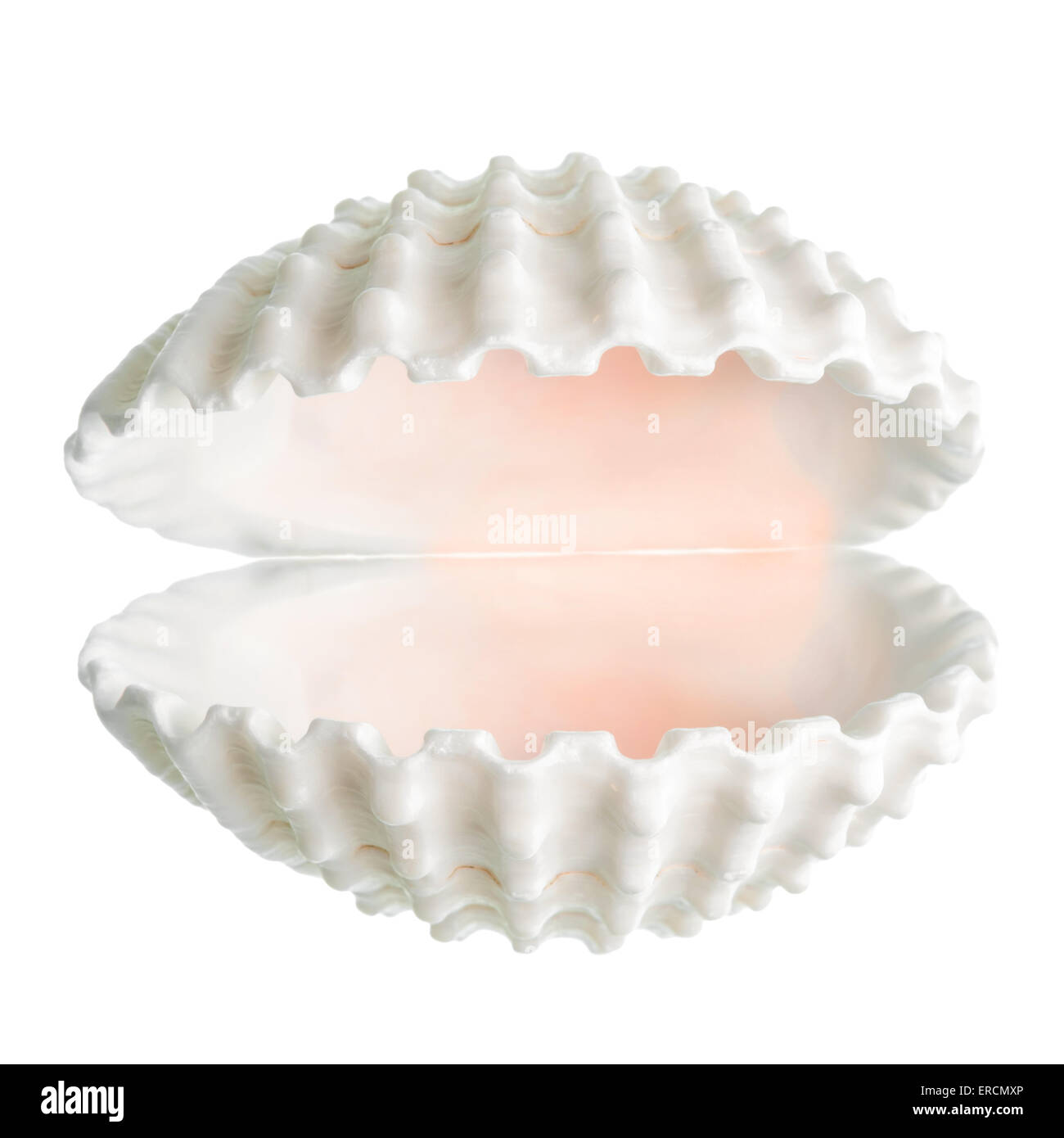 protection concept of open white cockleshell is isolated on white ...