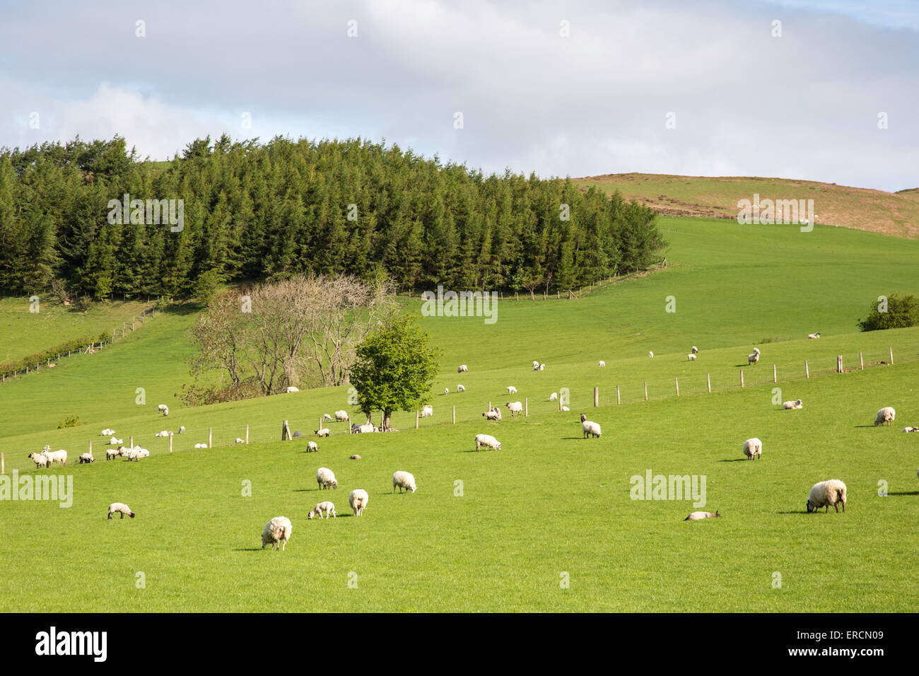 Farming agriculture mid wales landscape hi-res stock photography and ...