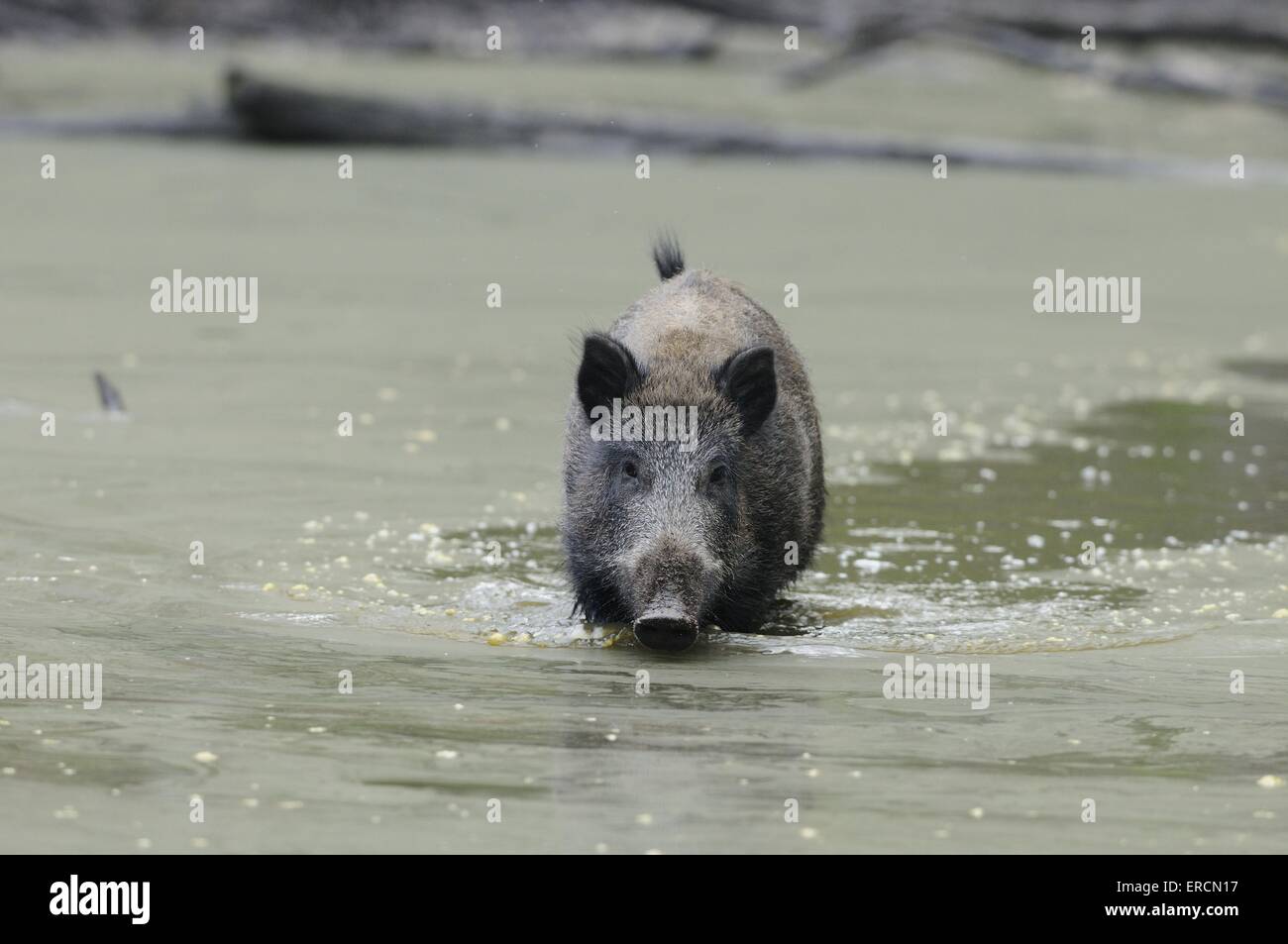Sea hog hi-res stock photography and images - Alamy