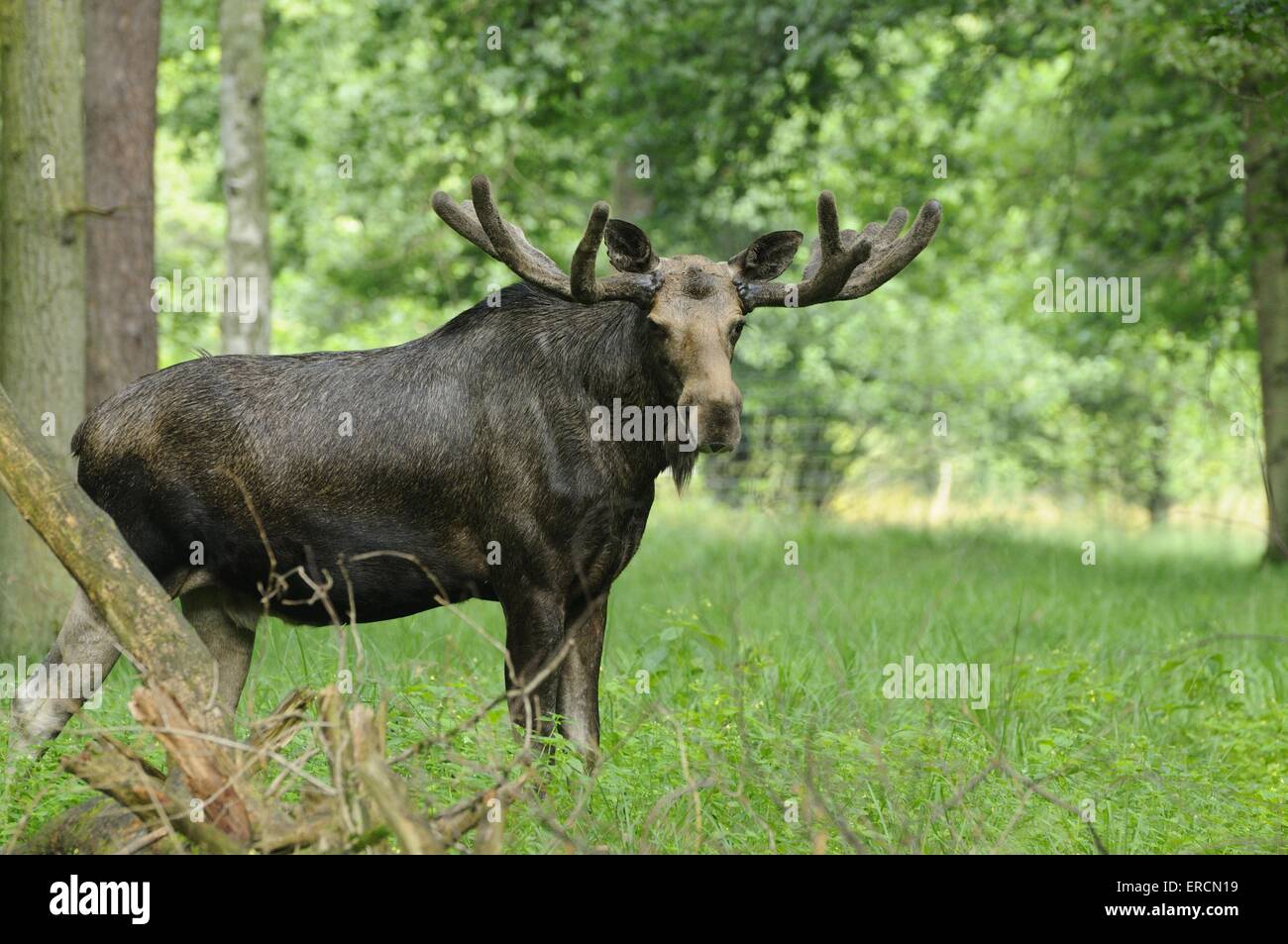 Moose side view hi-res stock photography and images - Alamy