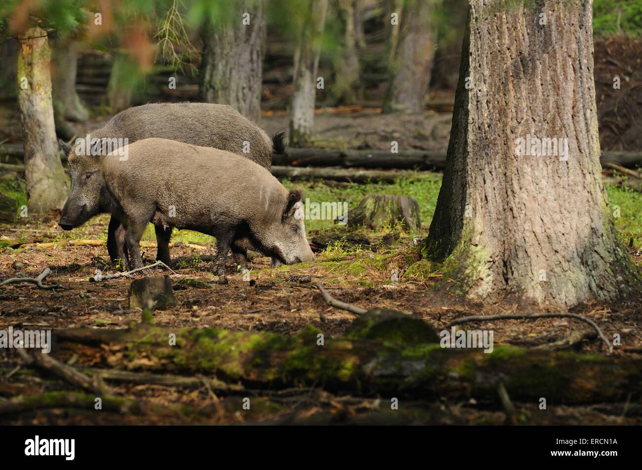 Hogs hi-res stock photography and images - Alamy