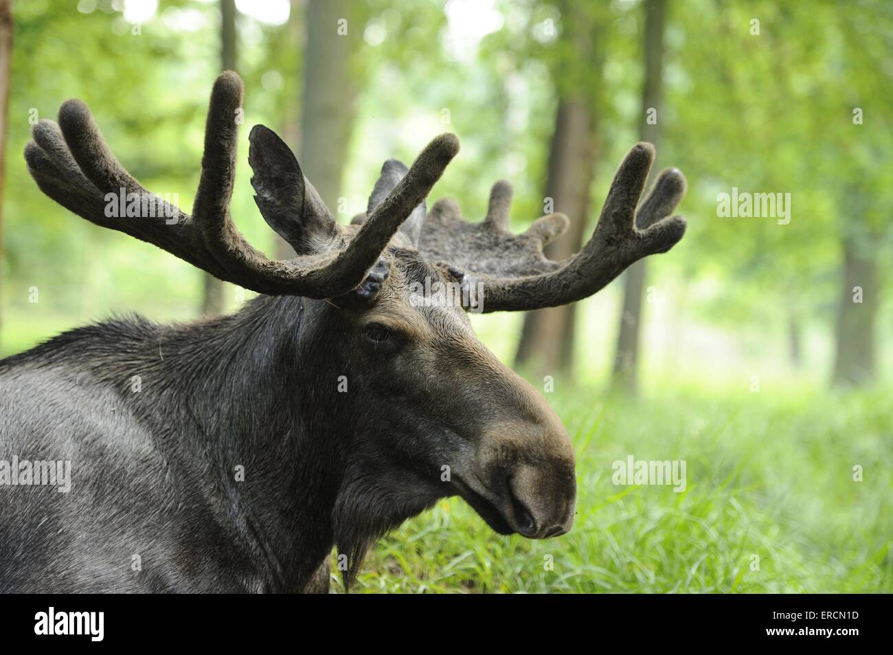 Moose side view hi-res stock photography and images - Alamy