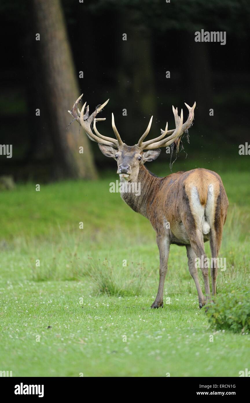 Deer rear view hi-res stock photography and images - Alamy