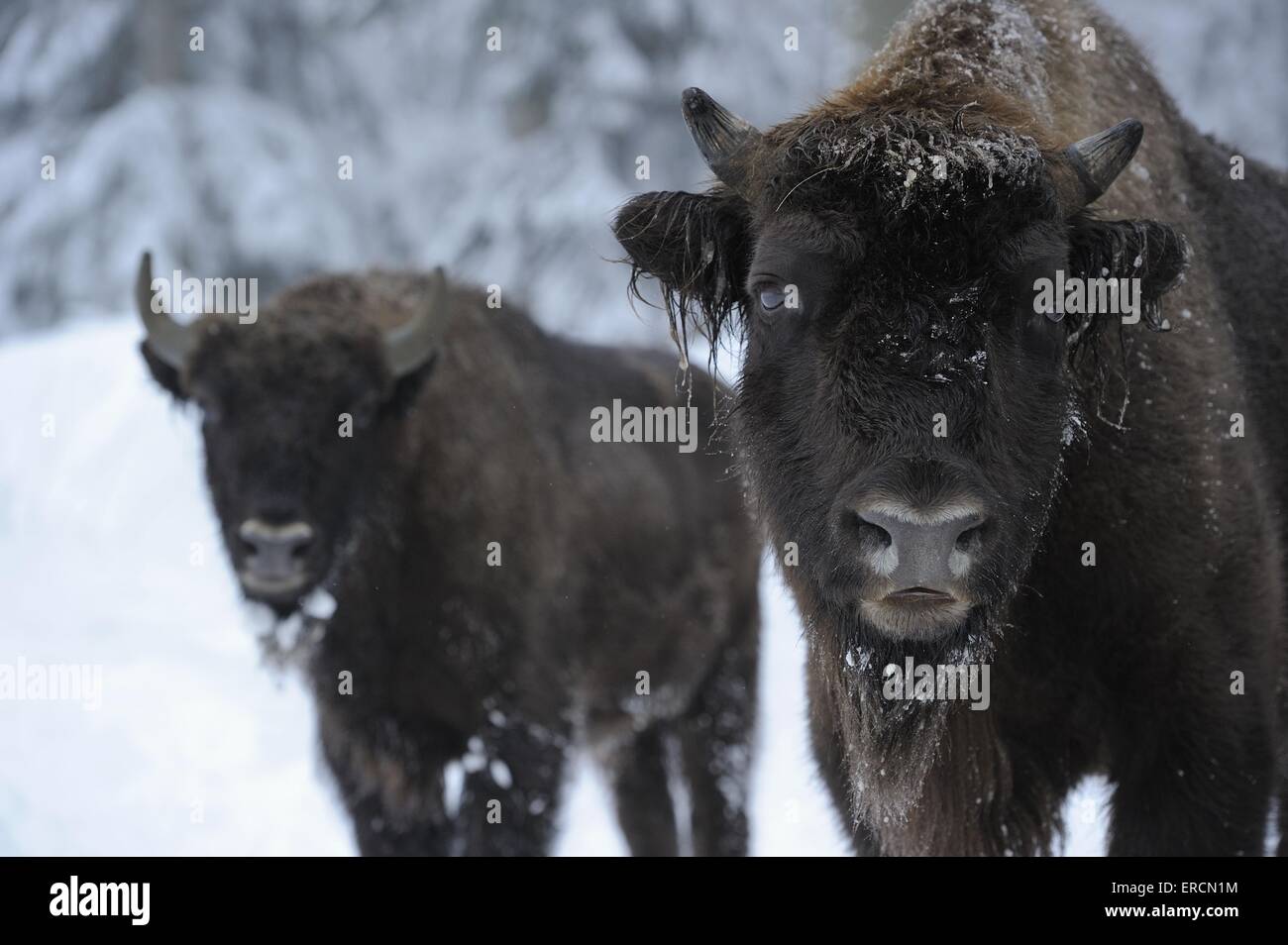 Wisents hi-res stock photography and images - Alamy