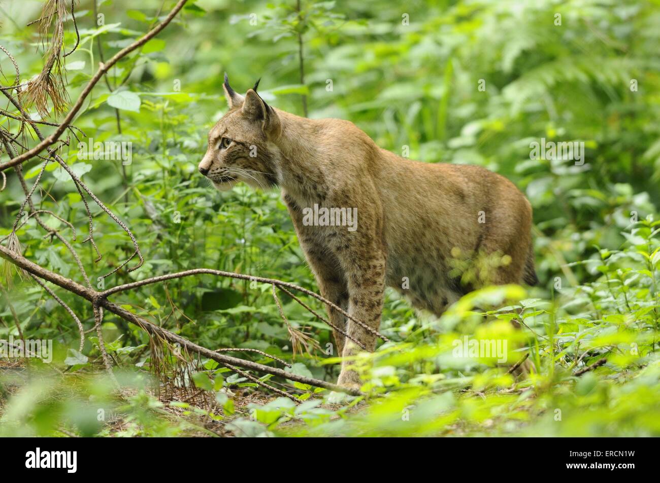 Lynx stands hi-res stock photography and images - Alamy