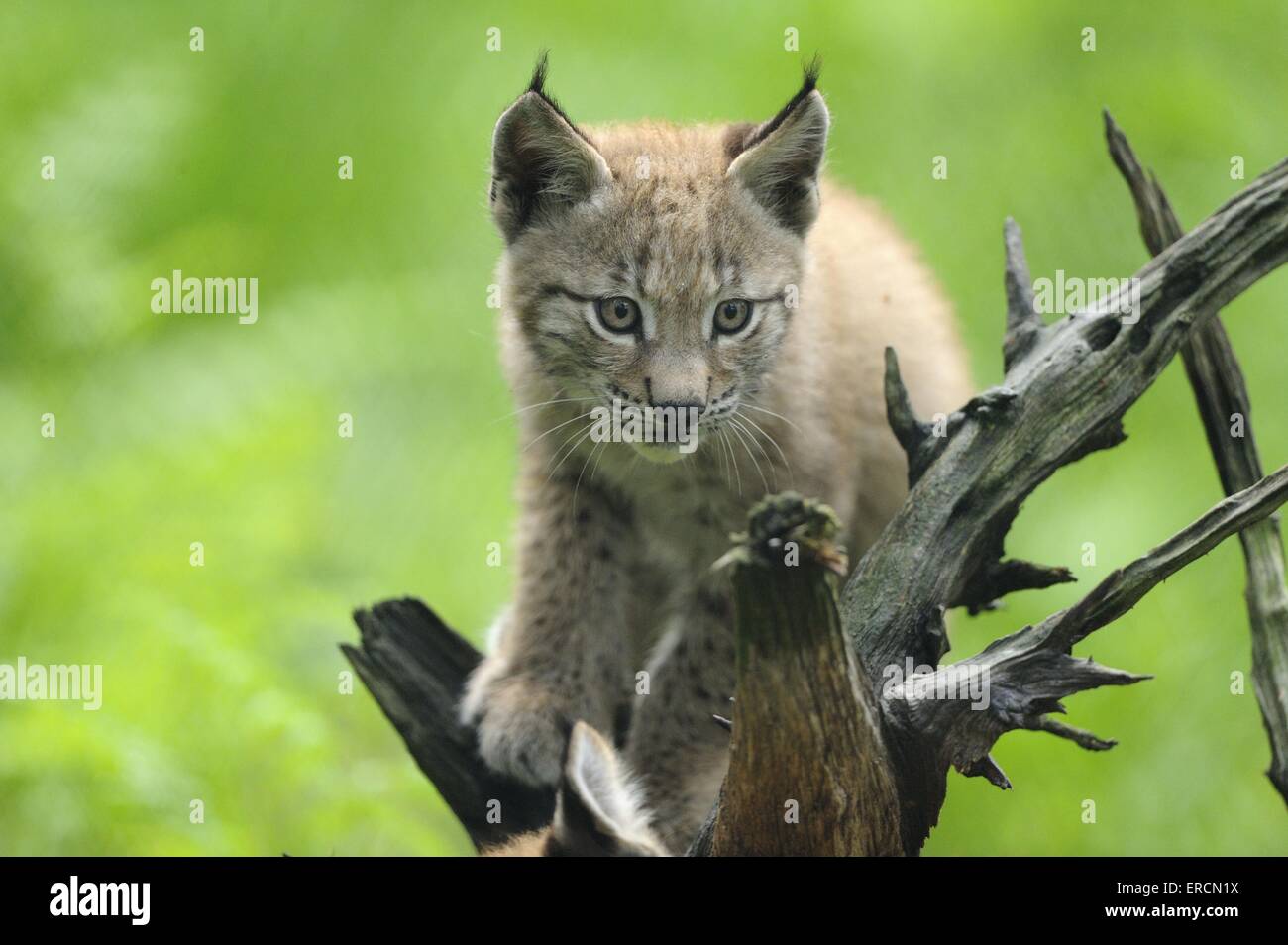 Eurasian lynx lynx lynx climbing hi-res stock photography and images ...