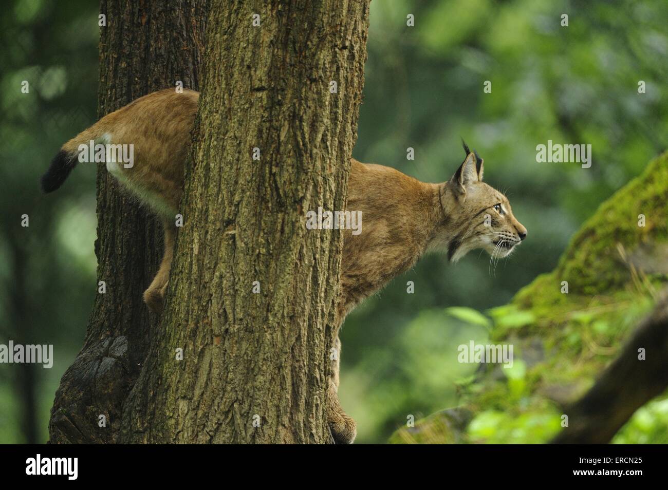 Eurasian lynx lynx lynx climbing hi-res stock photography and images ...