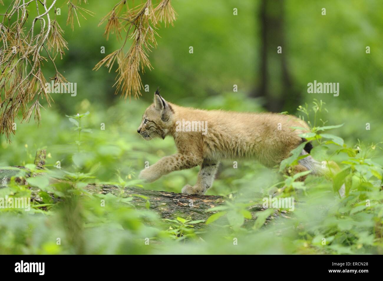 Eurasian lynx lynx lynx profile hi-res stock photography and images - Alamy
