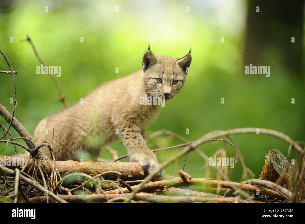 Eurasian lynx lynx lynx climbing hi-res stock photography and images ...