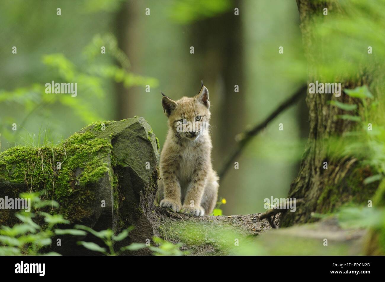 Baby lynx hi-res stock photography and images - Alamy