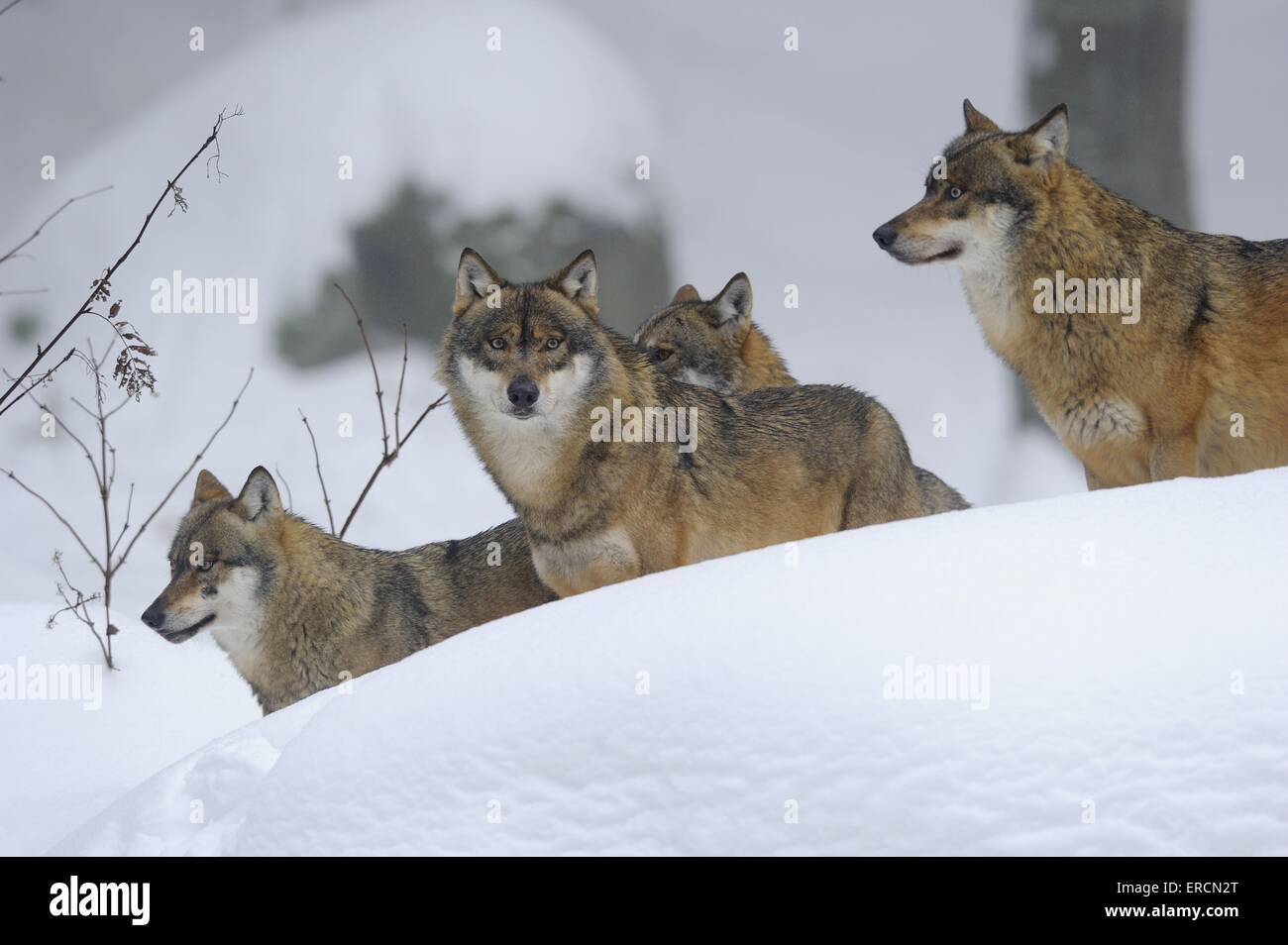 Greywolves hi-res stock photography and images - Alamy