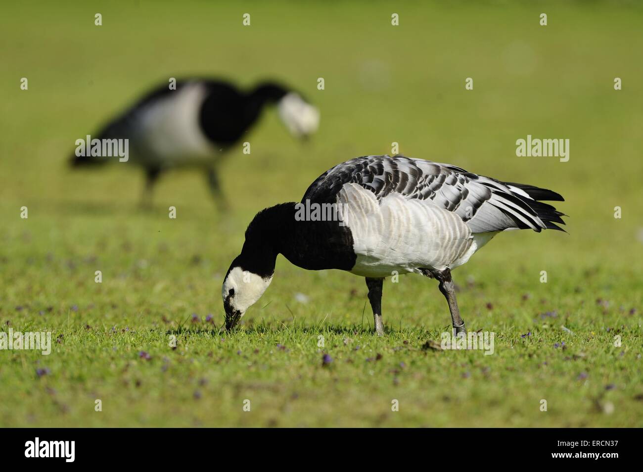 Barnacle geese hi-res stock photography and images - Alamy
