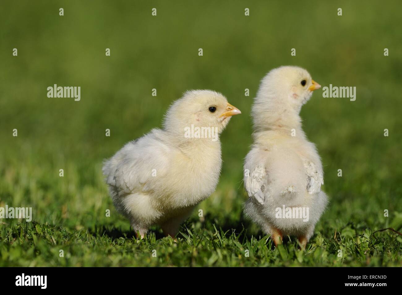 Chicken rear view hi-res stock photography and images - Alamy
