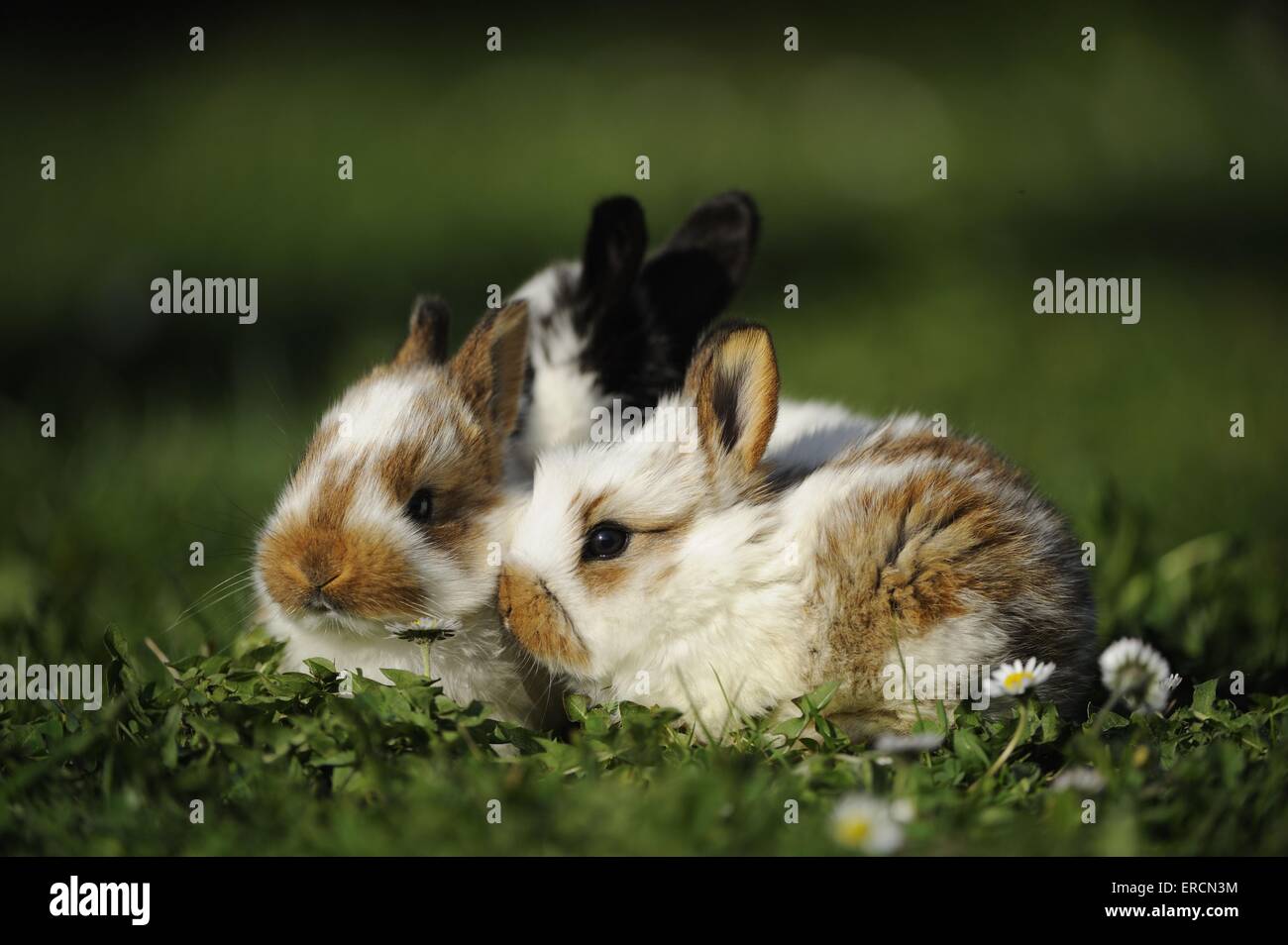 White brown rabbits hi-res stock photography and images - Alamy